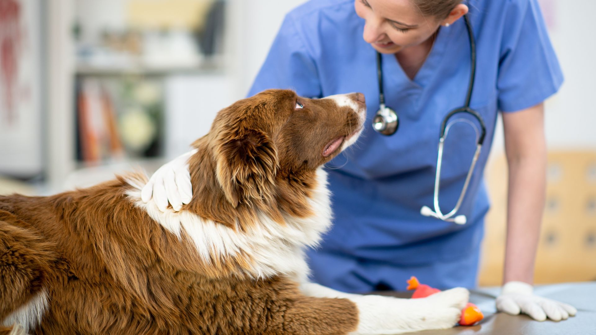 Best Vet Hospital In Lewisville, TX | Garden Ridge Animal
