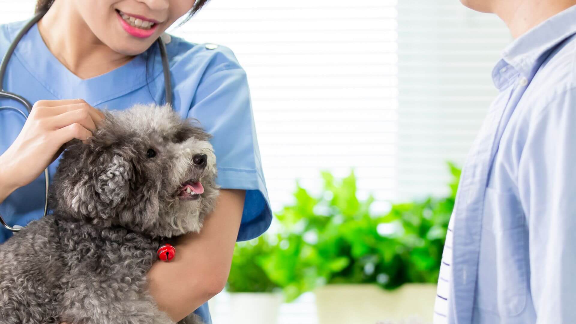 About Integrative Veterinary Wellness At Garden Ridge | Vet In ...