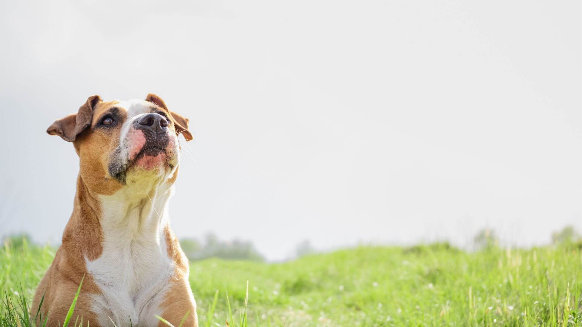 Pet Herbal Therapy In Lewisville, TX | Garden Ridge Animal