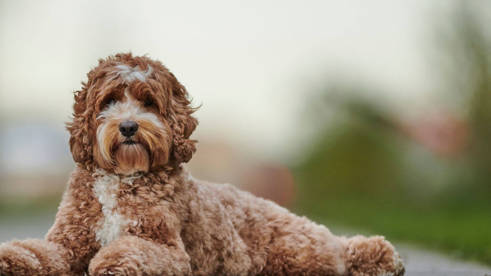 Pet Microchipping In Lewisville, TX | Garden Ridge Animal