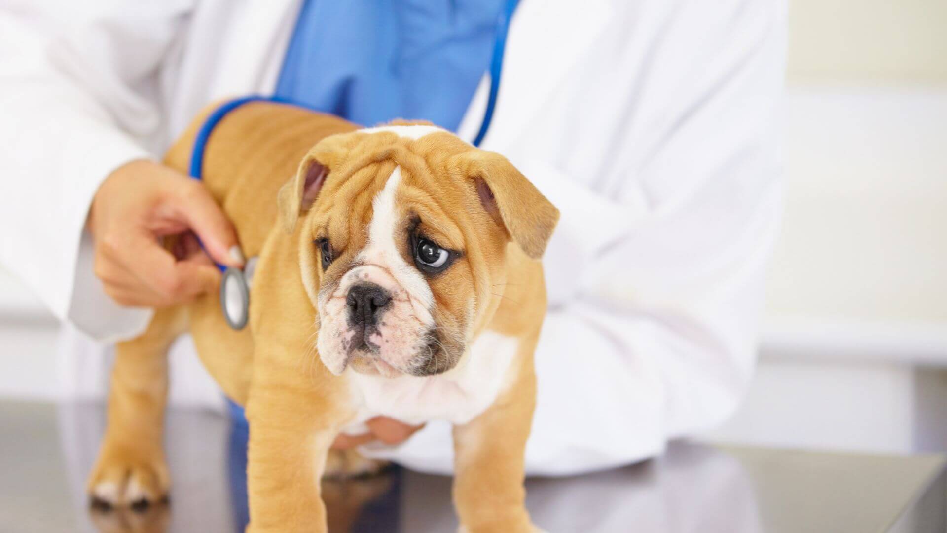 Pet Vaccinations In Lewisville, TX | Garden Ridge Animal