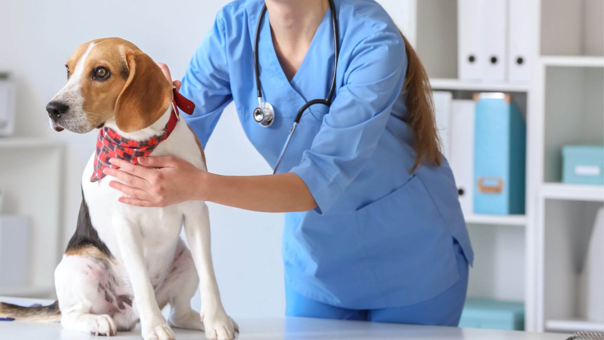 Lewisville, TX Veterinary Services | Garden Ridge Animal